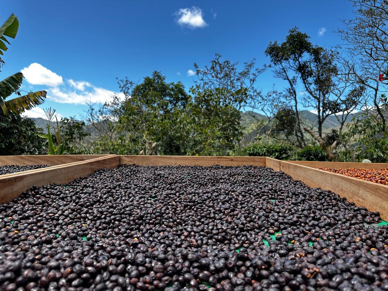 Huma x Finca El Alisal: Origen del mes – Huma Coffee