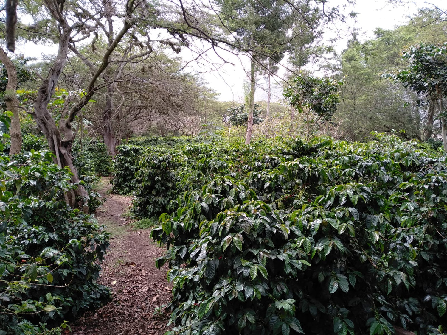 HUMA – Huma Coffee